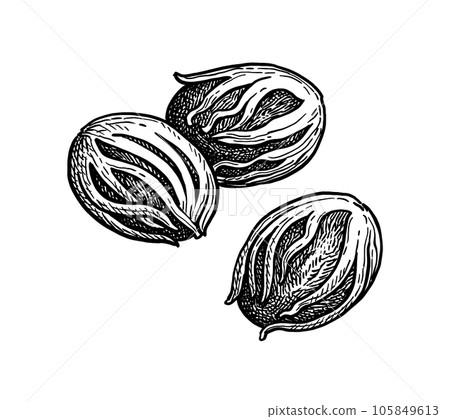 Mace spice ink sketch. - Stock Illustration [105849613] - PIXTA
