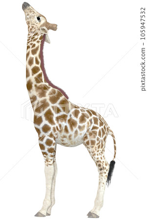 Kirin☆Giraffe - Stock Illustration [105947532] - PIXTA