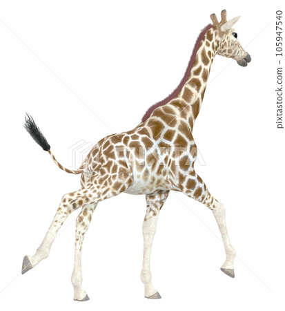 Kirin☆Giraffe - Stock Illustration [105947540] - PIXTA