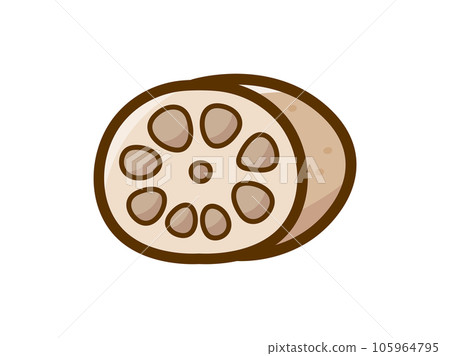 Lotus root illustration - Stock Illustration [105964795] - PIXTA