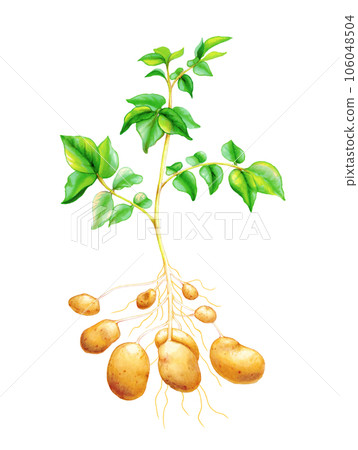 Potato Tuber Sprouting Diagrams