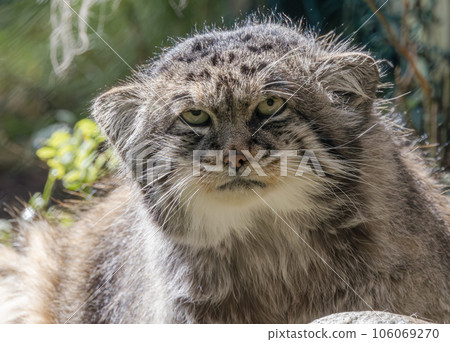 Manul 1920x1080 Wallpaper 10+ Free Manul & Cat Images Pixabay