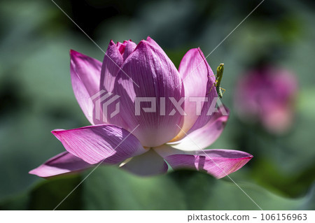 A praying mantis waiting for food on a lotus... - Stock Photo ...