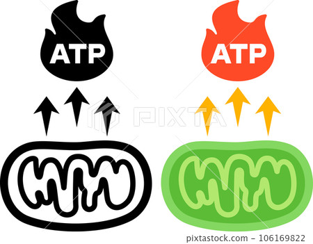 Icon of mitochondria synthesizing ATP - Stock Illustration [106169822 ...