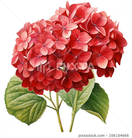 Hydrangeas flower watercolor set, transparent... - Stock Illustration ...