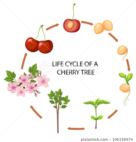 Life Cycle of a Cherry Tree - Stock Illustration [106198974] - PIXTA