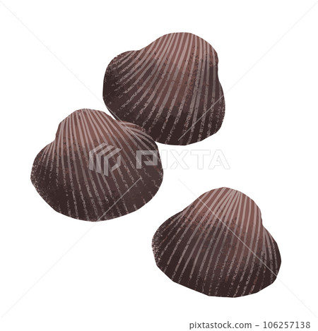 Ark shell watercolor illustration - Stock Illustration [106257138] - PIXTA