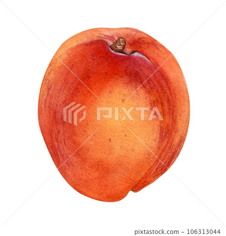 Whole apricot single object, yellow fruit... - Stock Illustration ...