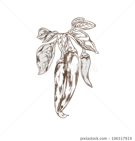 Chili peppers hanging on branch with leaves,... - Stock Illustration ...