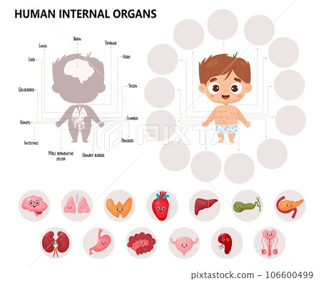 Anatomy human body. Kids cartoon medical... - Stock Illustration ...