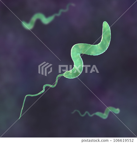 Campylobacter bacteria, 3D illustration. - Stock Illustration ...