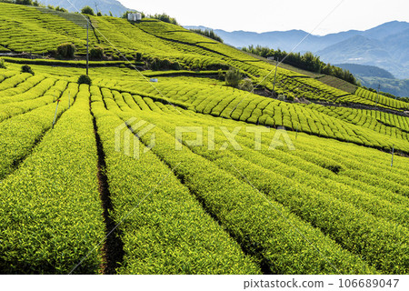 Beautiful Tea Plantation Landscape 12,198 Landscape Tea Field Stock