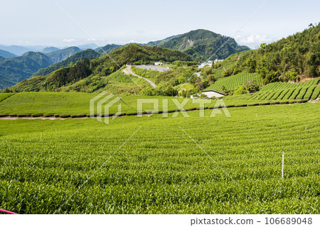 Beautiful Tea Plantation Landscape 12,198 Landscape Tea Field Stock