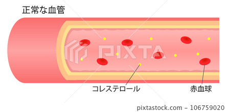 Illustration of a cross-sectional view of a... - Stock Illustration ...