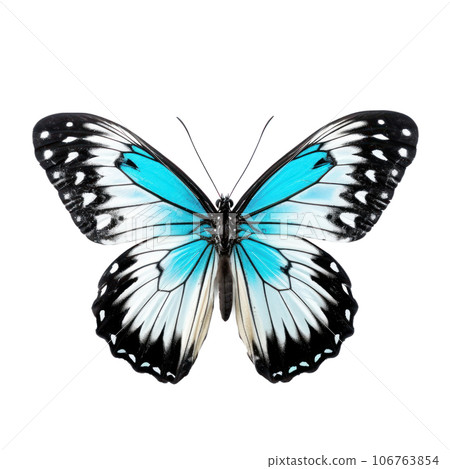 Beautiful butterfly isolated - Stock Illustration [106763854] - PIXTA