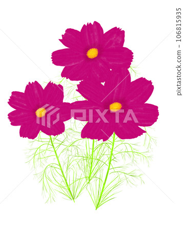 There are many red cosmos - Stock Illustration [106815935] - PIXTA