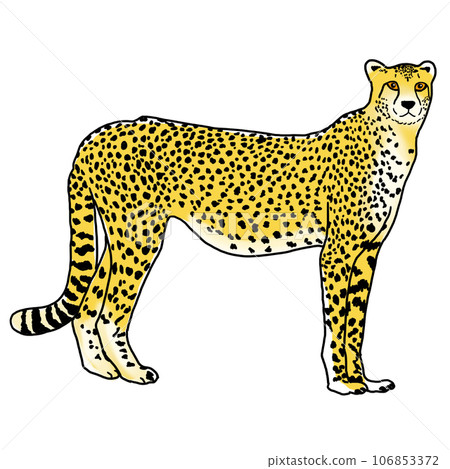 Simple and realistic cheetah illustration - Stock Illustration ...