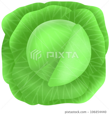 Cabage - Stock Illustration [106854440] - PIXTA