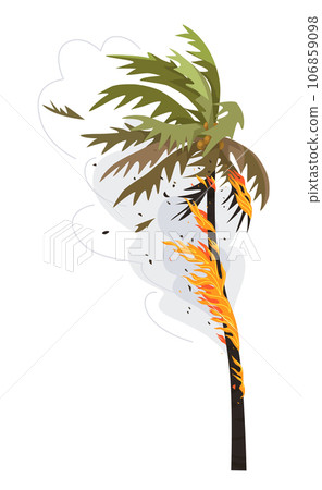 Burning Palm Tree Isolated on White, Wild Fire-插圖素材 [106859098] - PIXTA圖庫