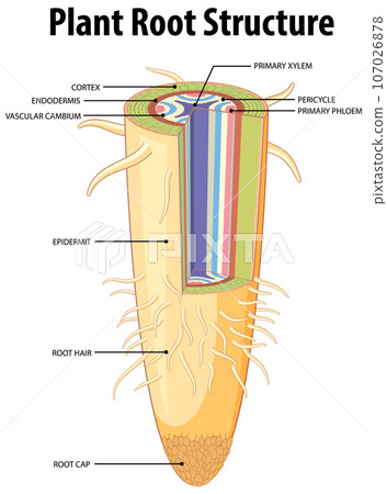 Isolated Root of Plant: Structure Infographic - Stock Illustration ...
