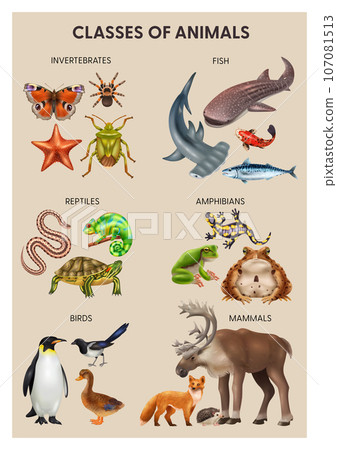 Realistic Reptiles Amphibians Infographic - Stock Illustration ...