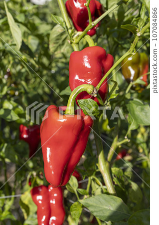 Ripe red peppers in the field - Stock Photo [107084866] - PIXTA