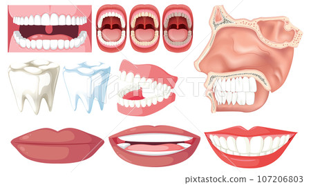 Dental and Teeth Elements in Vector Illustration - Stock Illustration ...