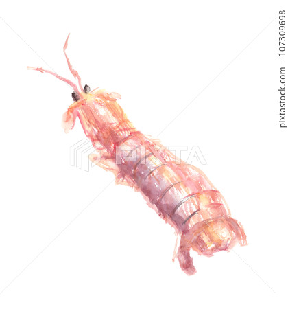 Illustration of a mantis shrimp painted in... - Stock Illustration ...