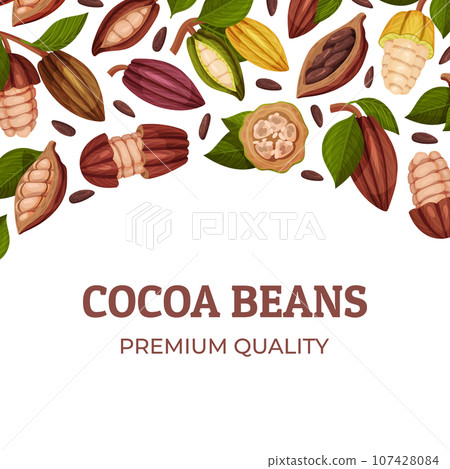 Cocoa Bean Banner Design with Brown Pod and... - Stock Illustration ...