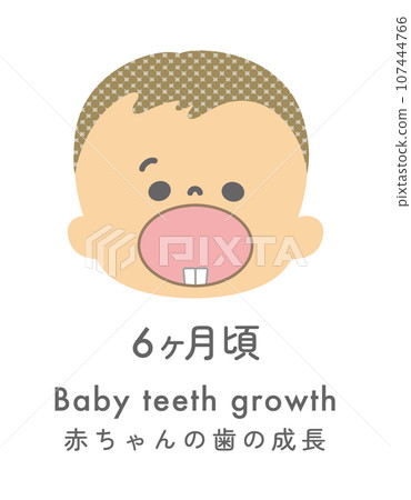 Illustration material: Baby teeth growth around... - Stock Illustration ...