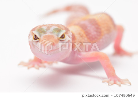 Smiling Lizard Little Baby Gecko Is Smiling. : R/leopardgeckos