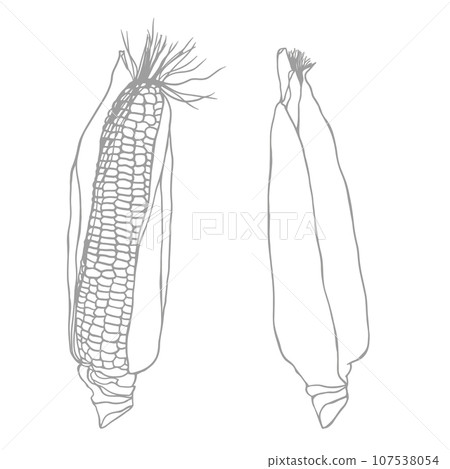 Corn hand drawn vector illustration set.... - Stock Illustration ...