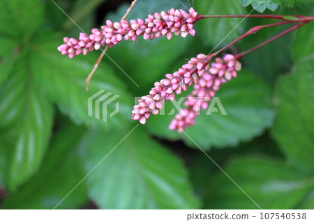 路邊的野花，Inudate花-照片素材（圖片） [107540538] - PIXTA圖庫