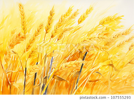 Golden barley, wheat watercolor illustration... - Stock Illustration ...