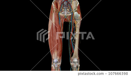 The leg is the region of the lower limb between... - Stock Illustration ...