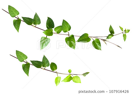 Beautiful green leaf cutout material... - Stock Illustration [107916426 ...