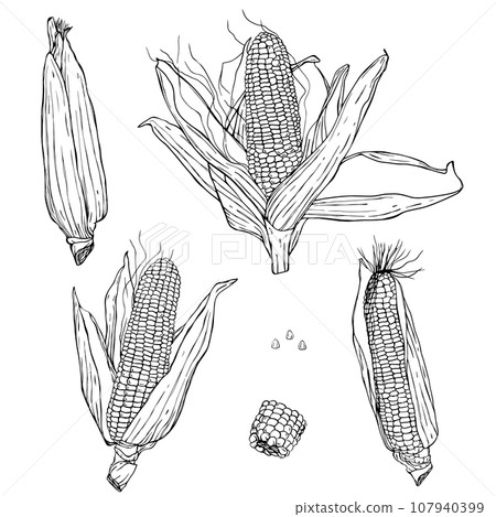 Corn hand drawn vector illustration set....-插圖素材 [107940399] - PIXTA圖庫