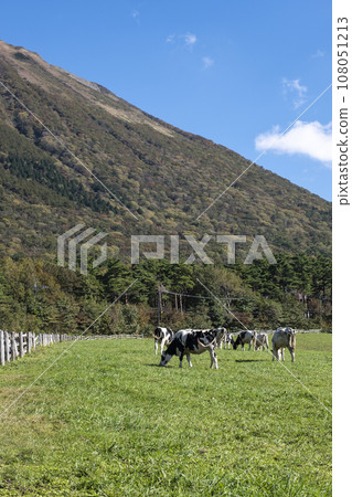 Cows grazing in Daisen (near Daisen Makiba Milk... - Stock Photo ...