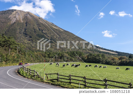 Cows grazing in Daisen (near Daisen Makiba Milk... - Stock Photo ...