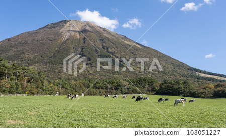 Cows grazing in Daisen (near Daisen Makiba Milk... - Stock Photo ...