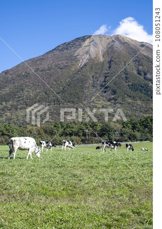 Cows grazing in Daisen (near Daisen Makiba Milk... - Stock Photo ...