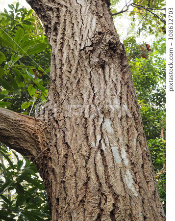 Stem of Quercus serrata - Stock Photo [108612703] - PIXTA