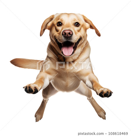 Golden retriever or labrador jumping isolated... - Stock Illustration ...