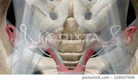 The ovaries are small, oval shaped glands... - Stock Illustration ...