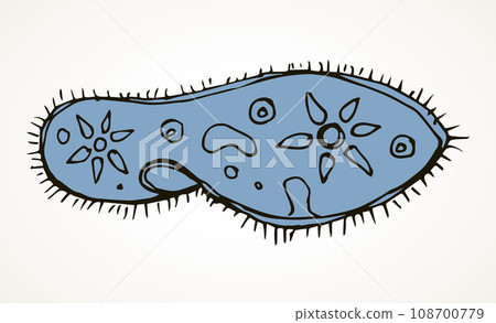 Paramecium Drawing Poster For Sale Mit "Paramecium Caudatum" Von