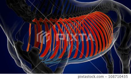 rib cage bones horse skeleton anatomy for... - Stock Illustration ...
