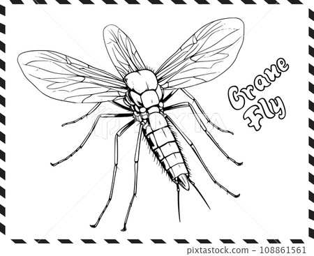 Fly Coloring Page