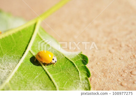 A yellow ladybug was eating powdery mildew... - Stock Photo [108977275 ...