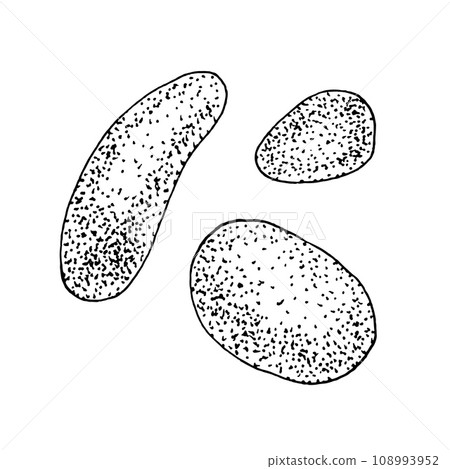 Pebble outline set. Vector illustration of... - Stock Illustration ...