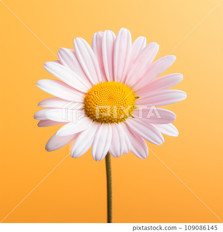 Large Daisy Flower Pattern Amazon.com : GSS Designs Daisy Floral
